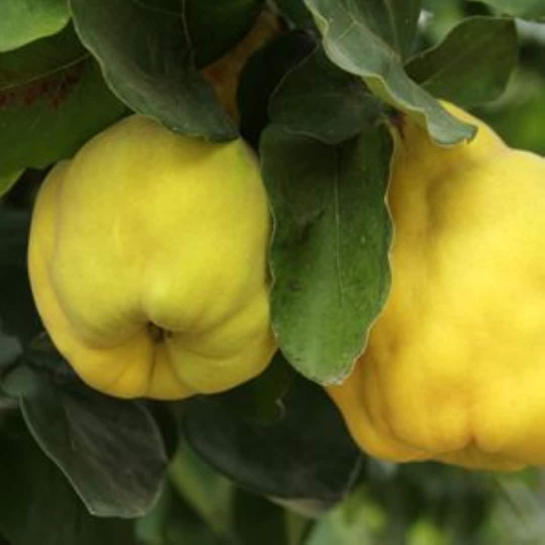 Quince Fruit Tree, Variety Name -"crimea", 3 Gal 3-4 Ft. No Ship to HI ...