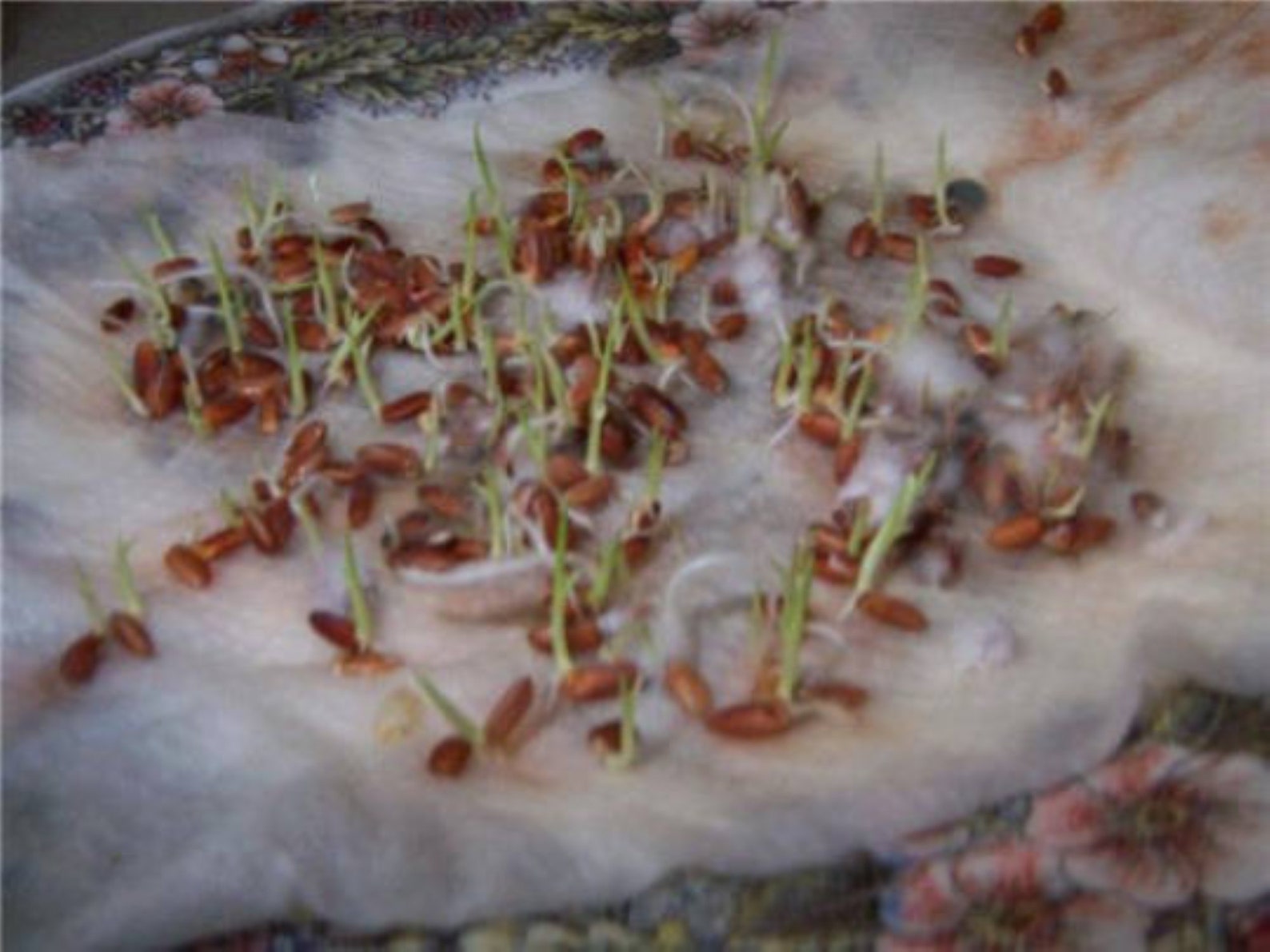 Red Rice 500 Seeds Forbidden Nutty Flavor Easy to Grow Organic - Etsy