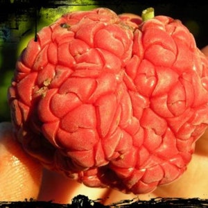 4 Cuttings of Che Seedless Fruit Tree, Dormant, No Roots, No Leaves - Etsy