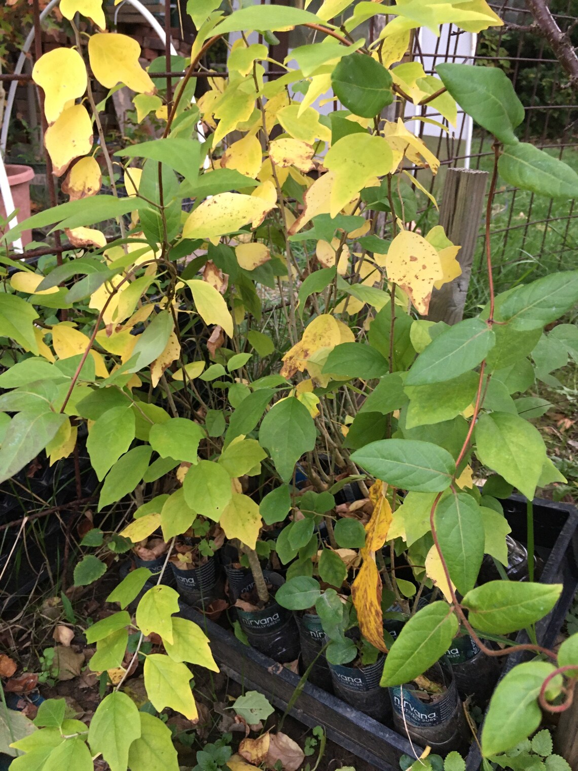Wild male che tree 1-2 year old plant Cudrania Tricuspidata | Etsy