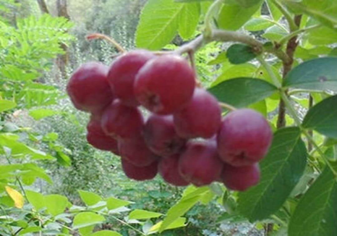 Ivan’s Belle (granatnaya) EDIBLE Grafted Mountain Ash Hybrid 2-3 Ft ...