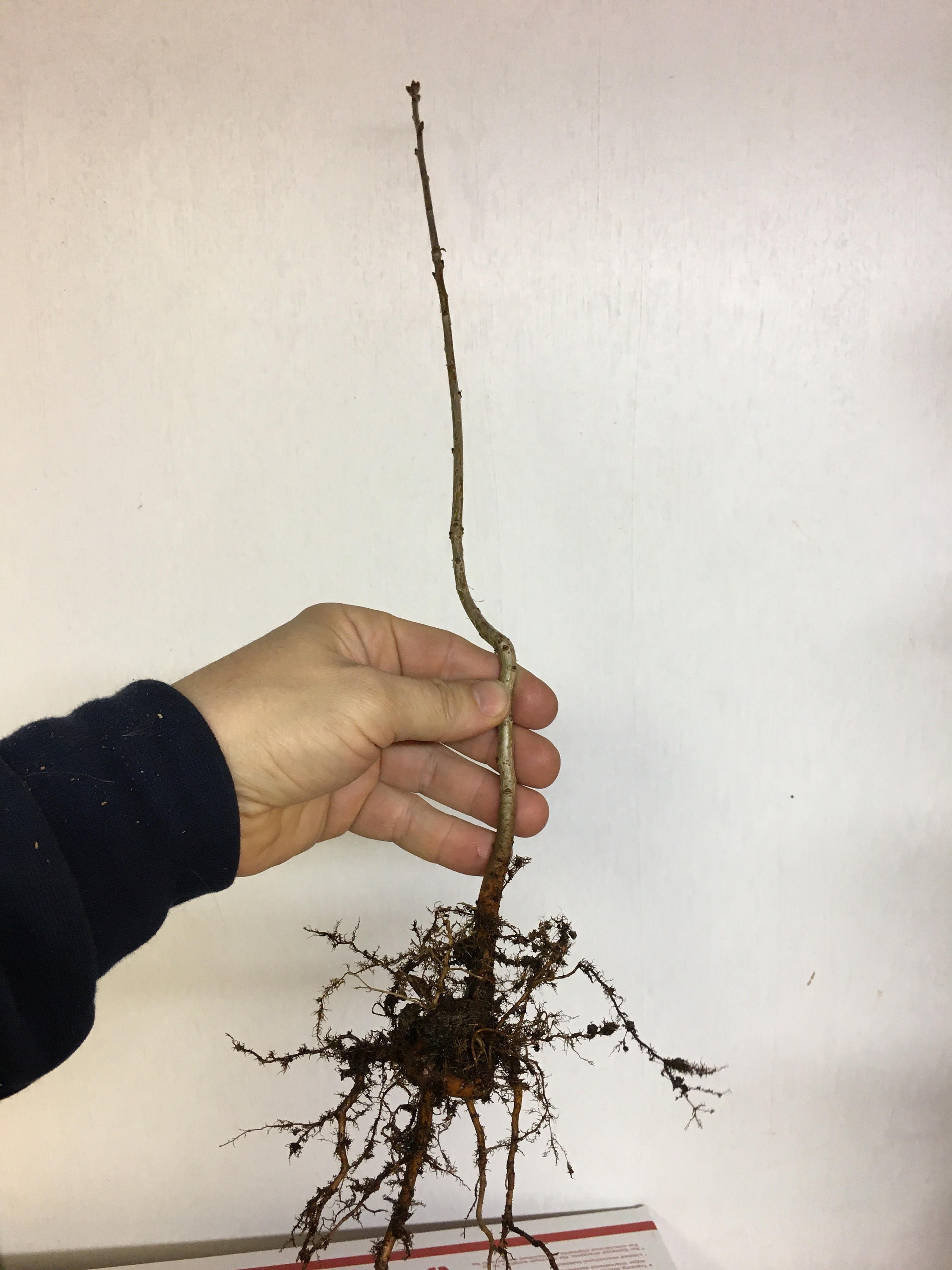 1 Year Old Quercus Robur Fastigiata , Columnar English Oak, Bare Root ...