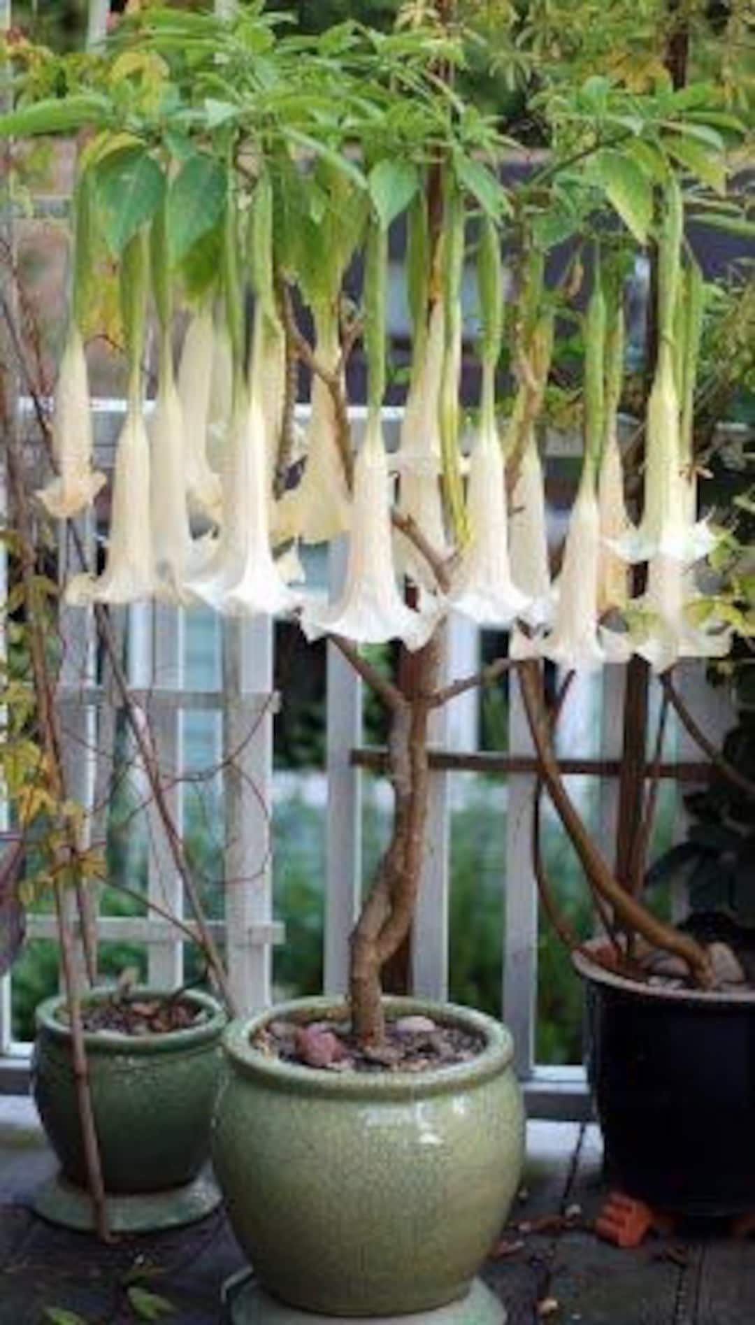 6-8" Tall White Brugmansia Angel Trumpet Live Plant, Shipped in Pot - Etsy