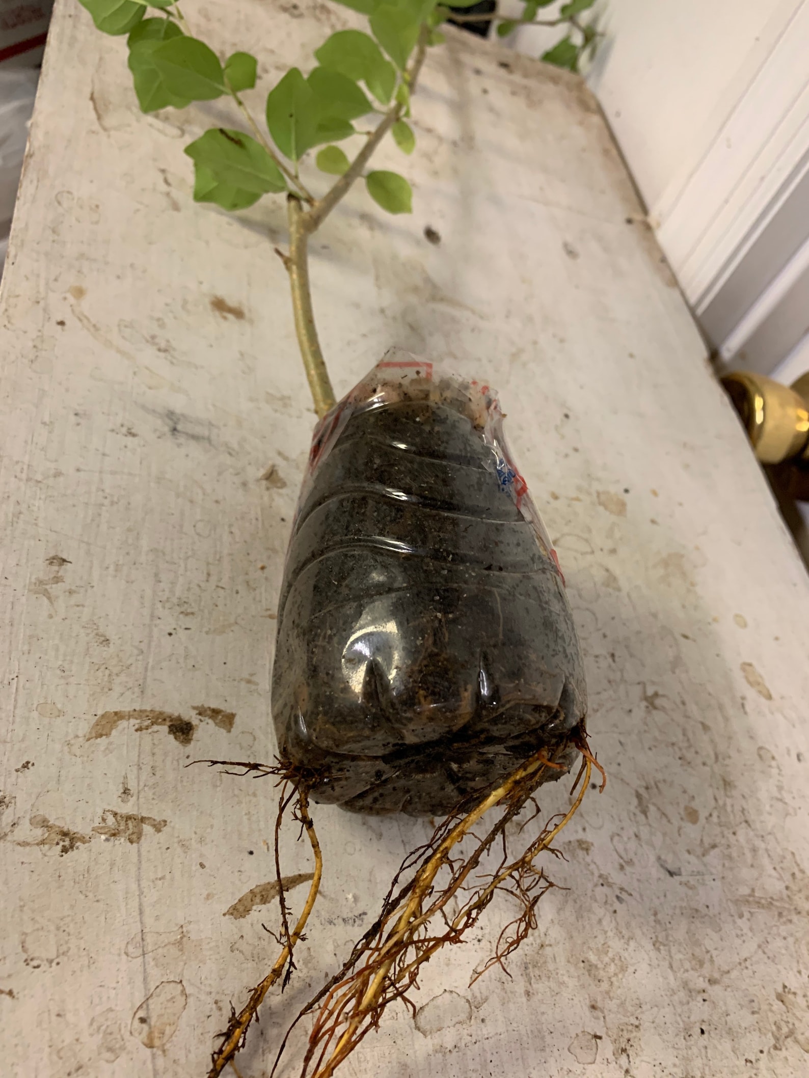 Wild Male Che Tree 1-2 Year Old Plant, Cudrania Tricuspidata - Etsy