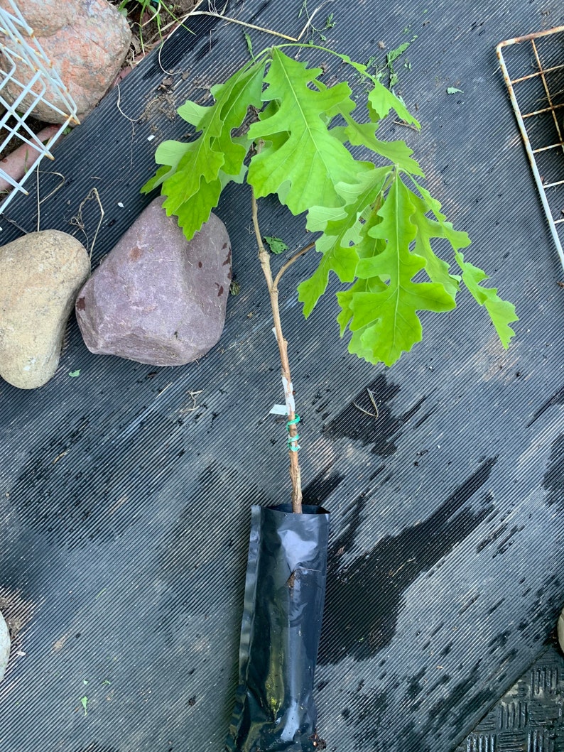 Hybrid Swamp X Bur Oak Quercus X Schuettei Grafted 1 Year Old - Etsy