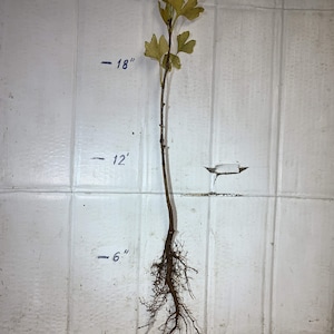 2-3 Year Old Ginkgo Biloba Seedling 10-12 Inches Tall. Shipped Bare ...