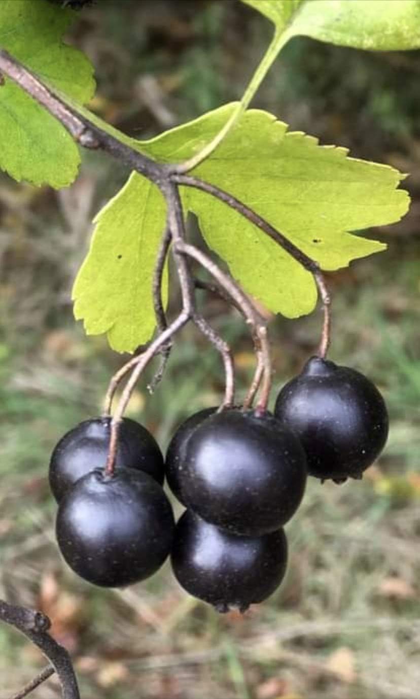 Black Hawthorn Berry