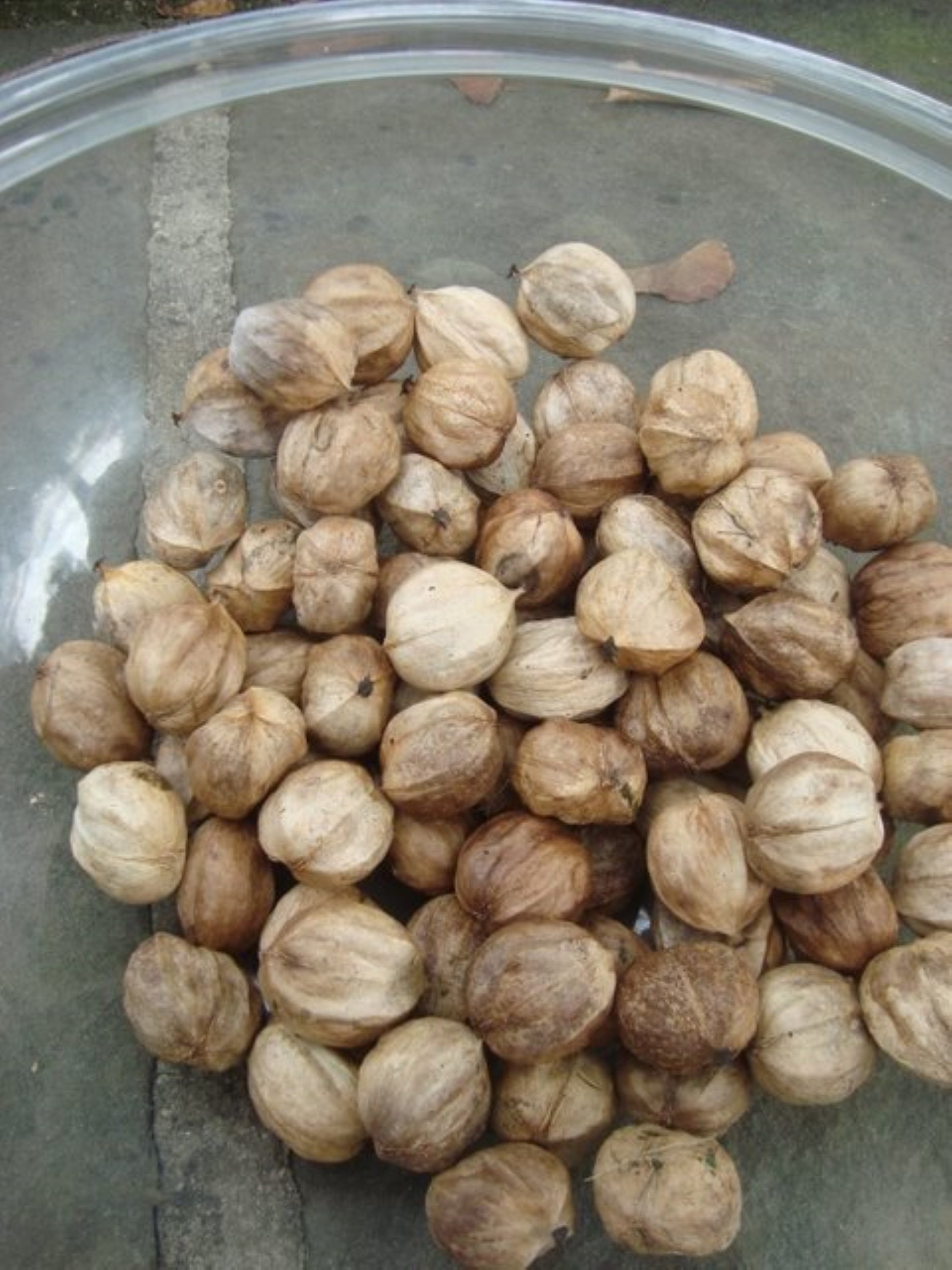 Hican Pecan Tree 4-5 Ft, Grafted, Bare Root, No Ship to CA - Etsy