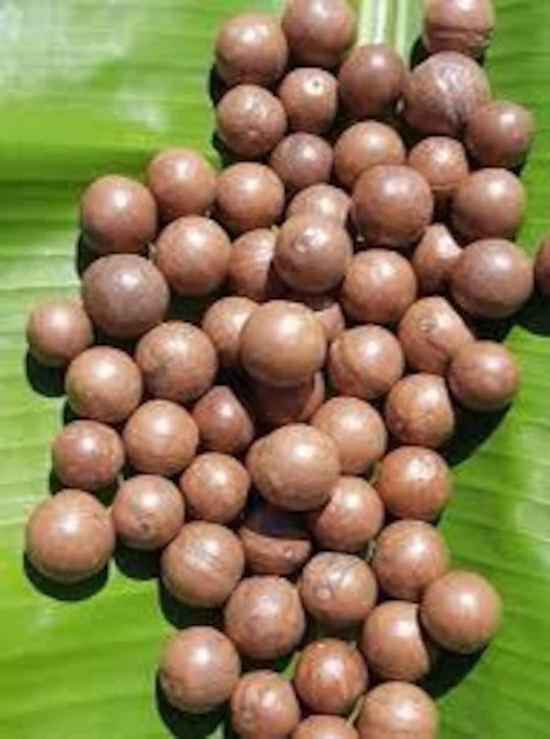 Macadamia Nut Tropical Plant/rooted Cutting, Shipped in Container With ...
