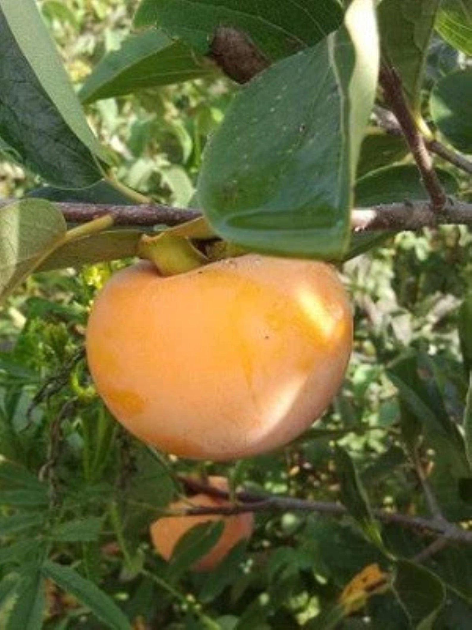 Persimmon Nikita’s Gift (diospyros Virginiana X Kaki) Plant, No Ship to ...