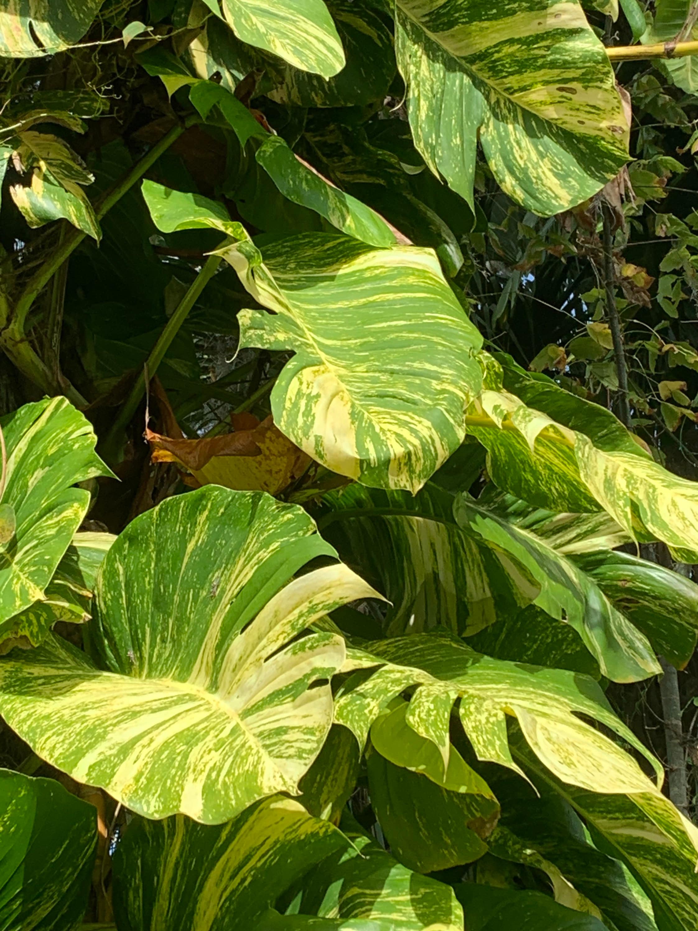 Variegated Giant Golden Pothos Well Rooted Plant Shipped in - Etsy