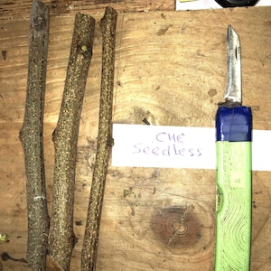 3 Thick Cuttings of Che Seedless Fruit Tree, Dormant, No Roots, No ...