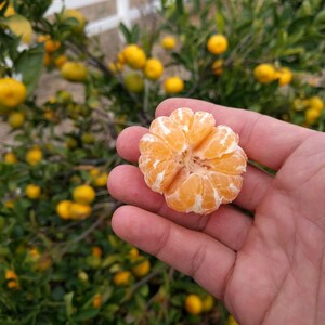 Kishu Mandarin Tree, 1-2 Feet Tall, Grafted, No Ship Az, Ca, Fl, La, Tx ...