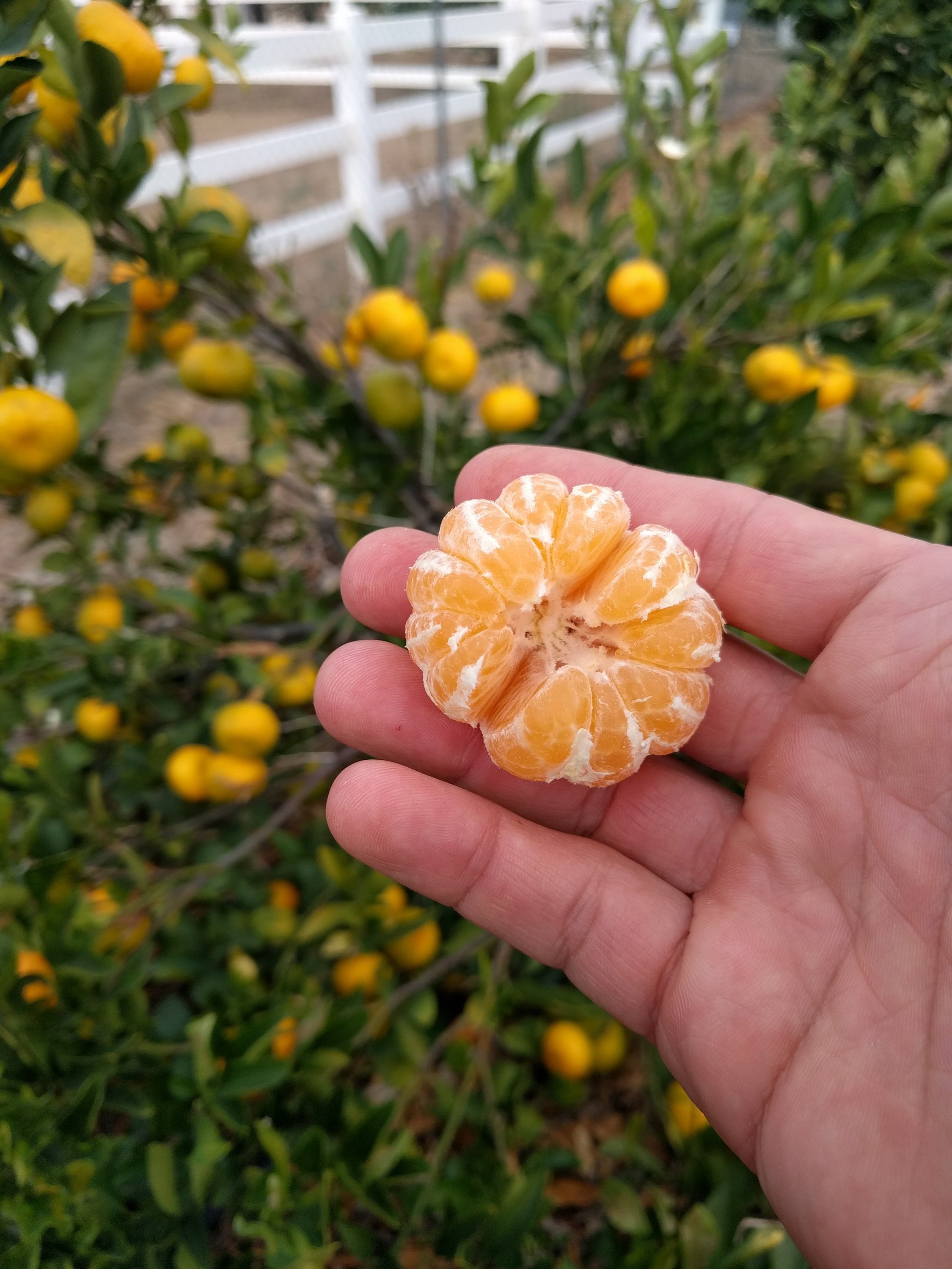 Kishu Mandarin Tree, 1-2 Feet Tall, Grafted, No Ship Az, Ca, Fl, La, Tx ...