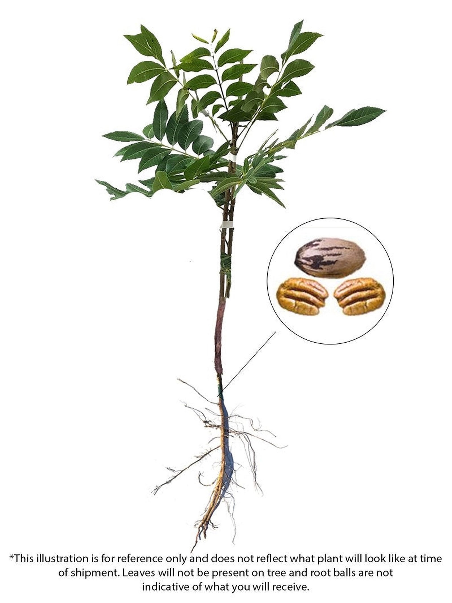 Pawnee Pecan Tree 4-5 Ft, Grafted, Over Sized, Bare Root, Not for CA ...