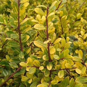 Ilex Crenata 'golden Gem' Dwarf Yellow Japanese Holly 2 Year Old Plant ...
