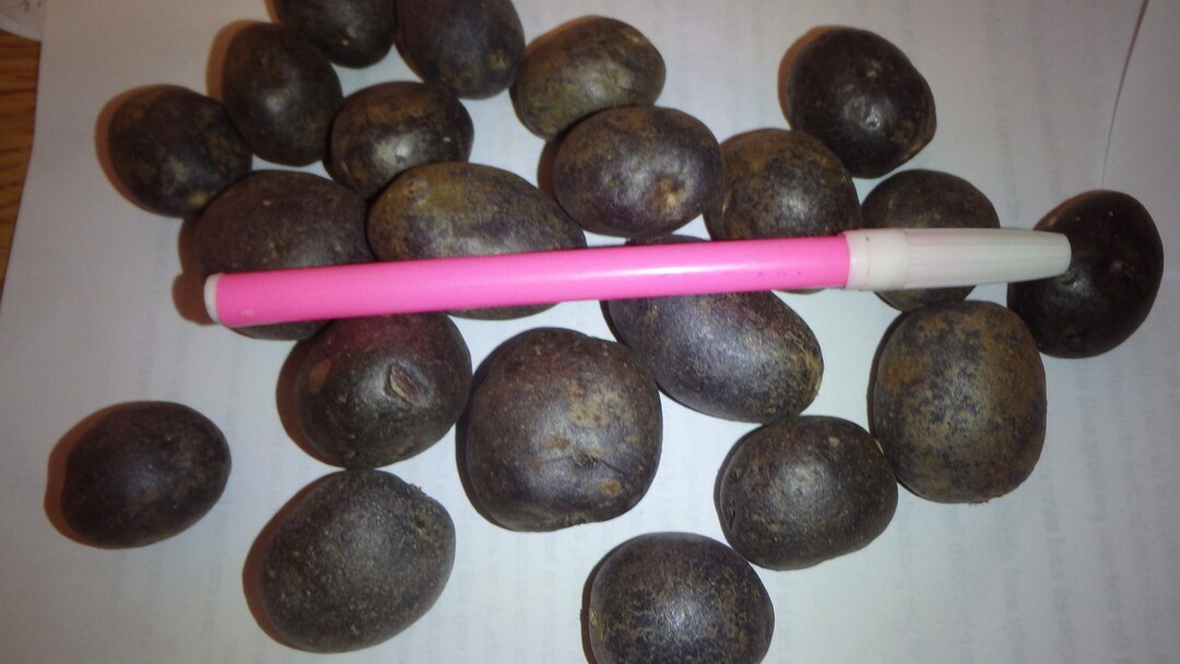 15 Small ORGANIC Purple Skin Purple Flesh SEED Potato Tubers, Solanum ...