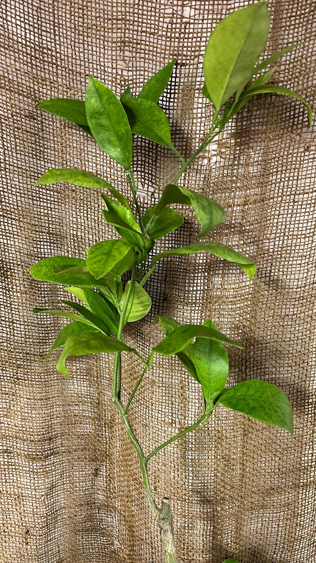 Exact Plant Cara Cara Navel Orange Tree, 1-2 Feet Tall, Grafted Plant ...
