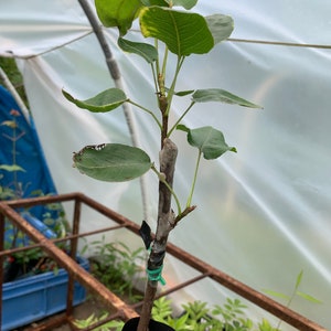 Shin Li Asian Hybrid Pear Tree, Grafted Plant 1 Year Old 6-10 Inches ...