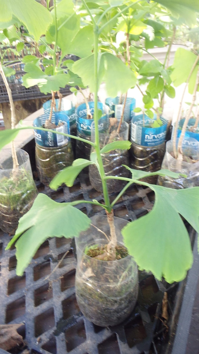 Ginkgo Biloba Seedling Plant,2 Y.o., Oldest Tree in the World. Split ...
