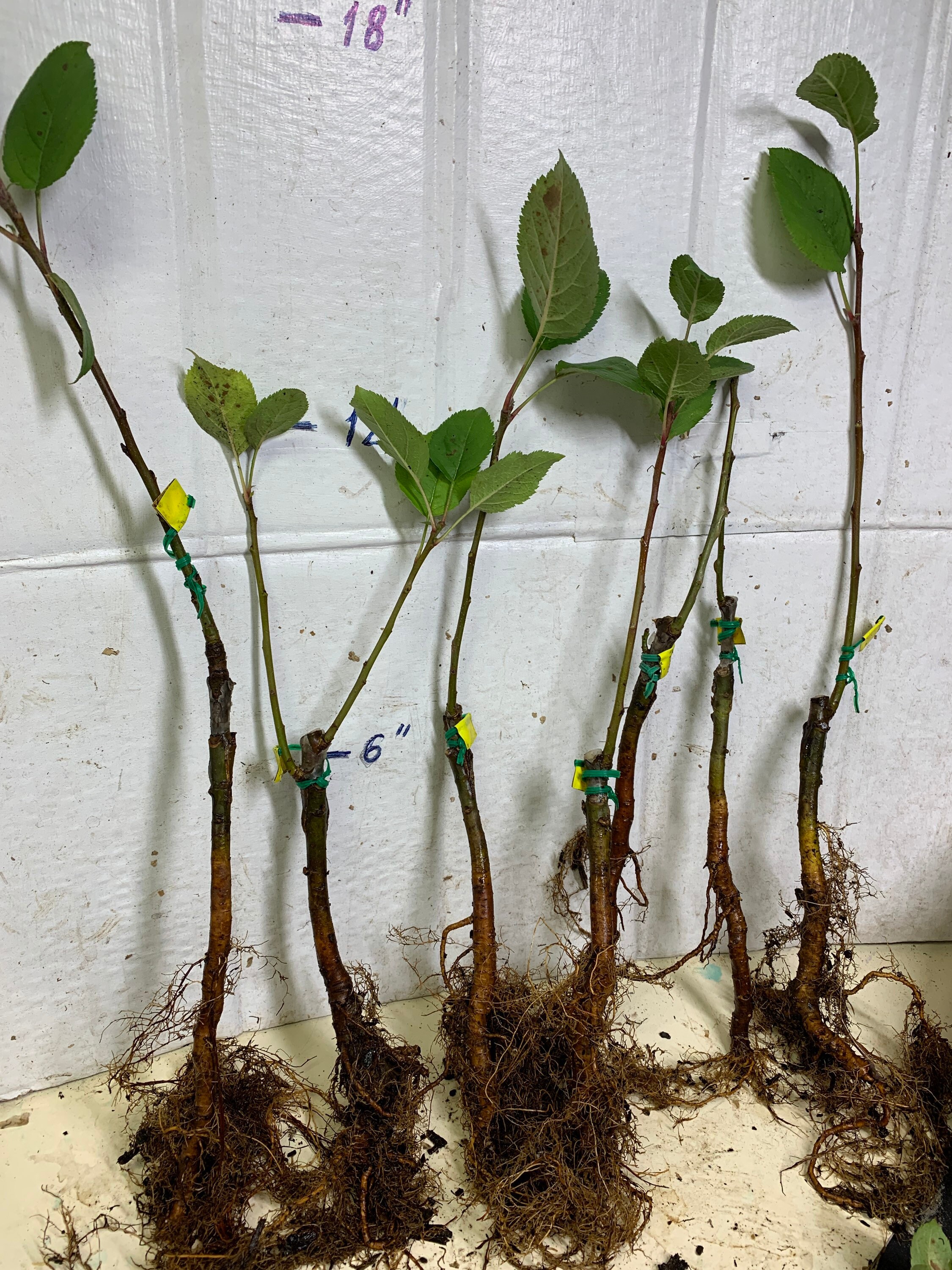 Golden Sentinel Columnar Apple Tree Grafted Roots Wrapped in - Etsy Golden Sentinel Columnar Apple Tree Grafted Roots Wrapped in - Etsy