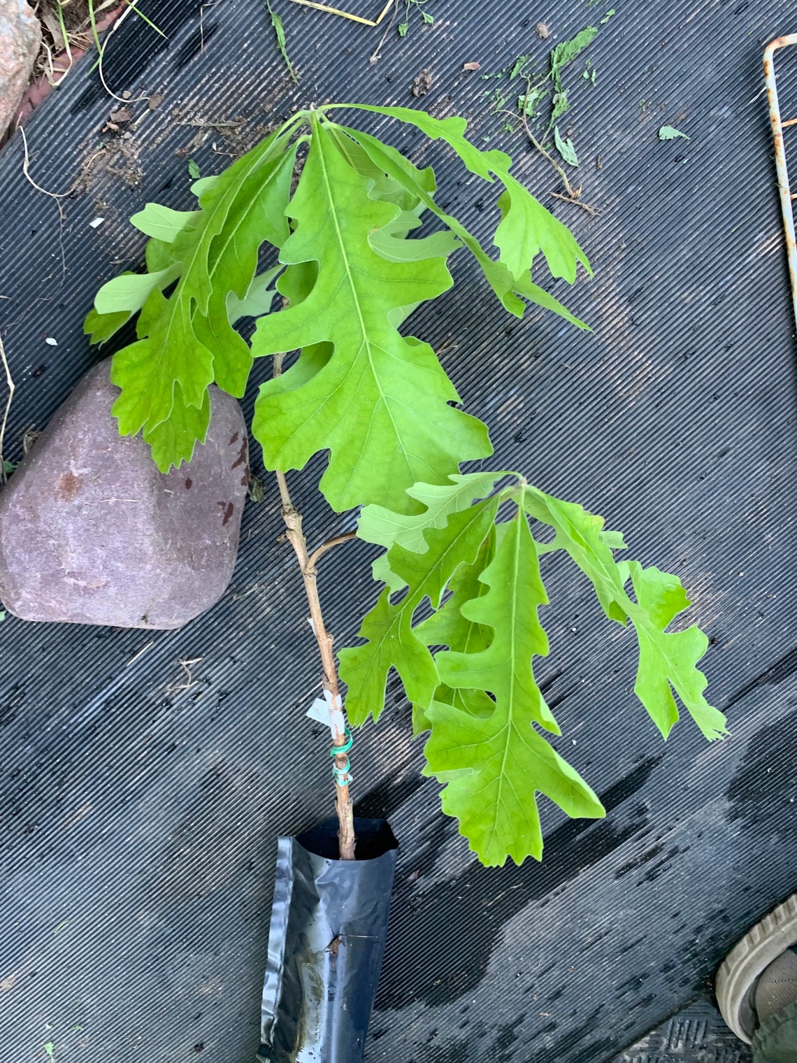 Hybrid Swamp X Bur Oak Quercus X Schuettei Grafted 1 Year Old - Etsy