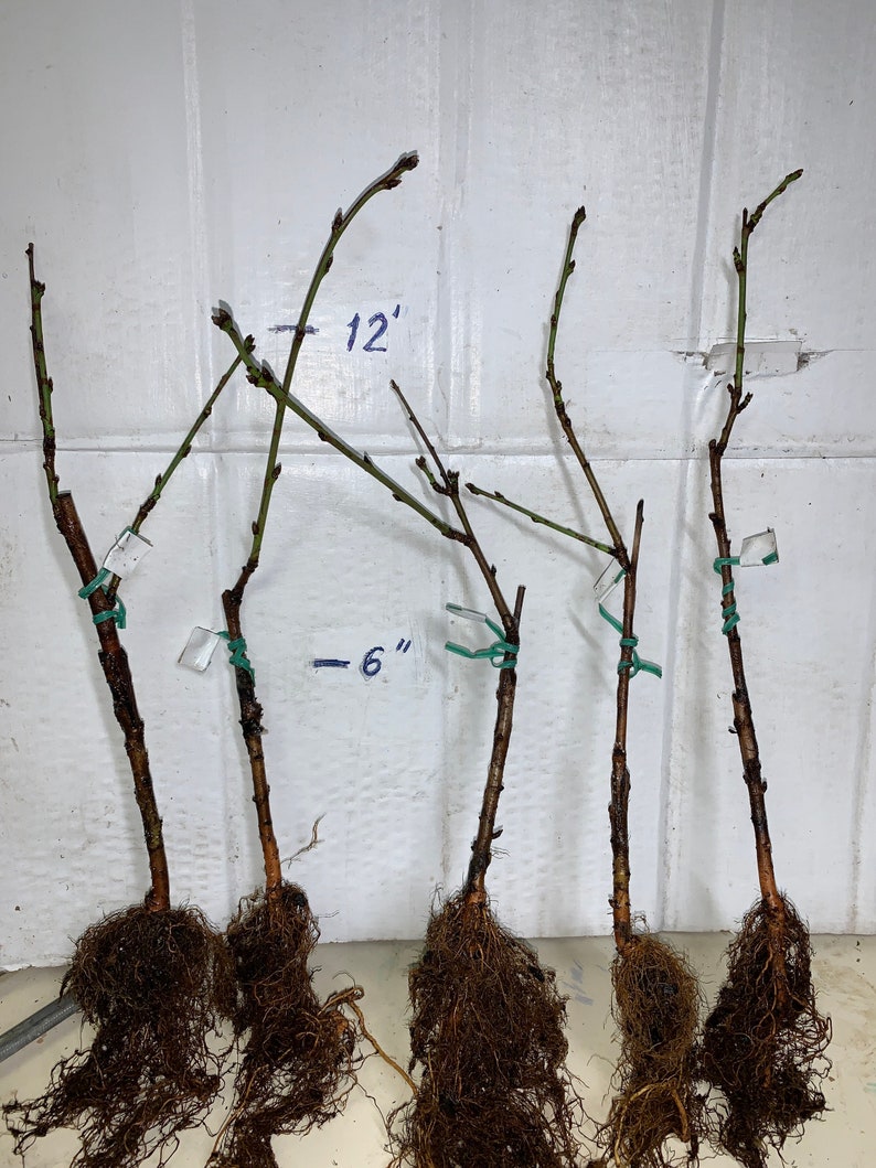 Indian Blood Cling Peach Grafted Bare Root 1 Year Old Plant - Etsy