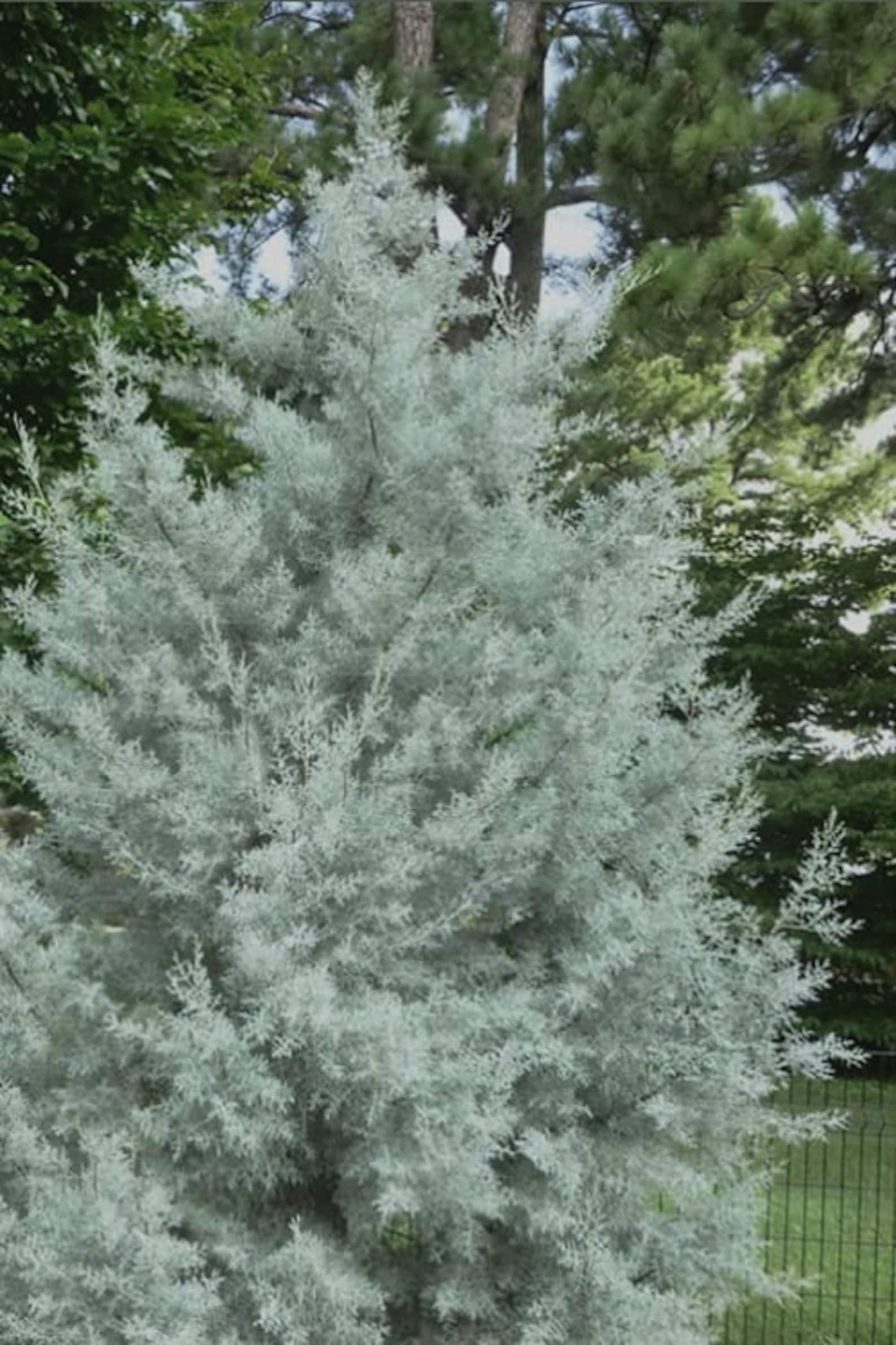 Silver Smoke Arizona Cypress - 1 Gallon Pot Size 16-22 Inches Tall - Etsy