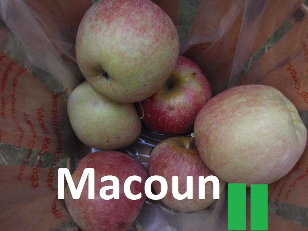 Macoun Apple Tree, Grafted, Roots Wrapped in Wet Media, 6-8 Inches Tall ...