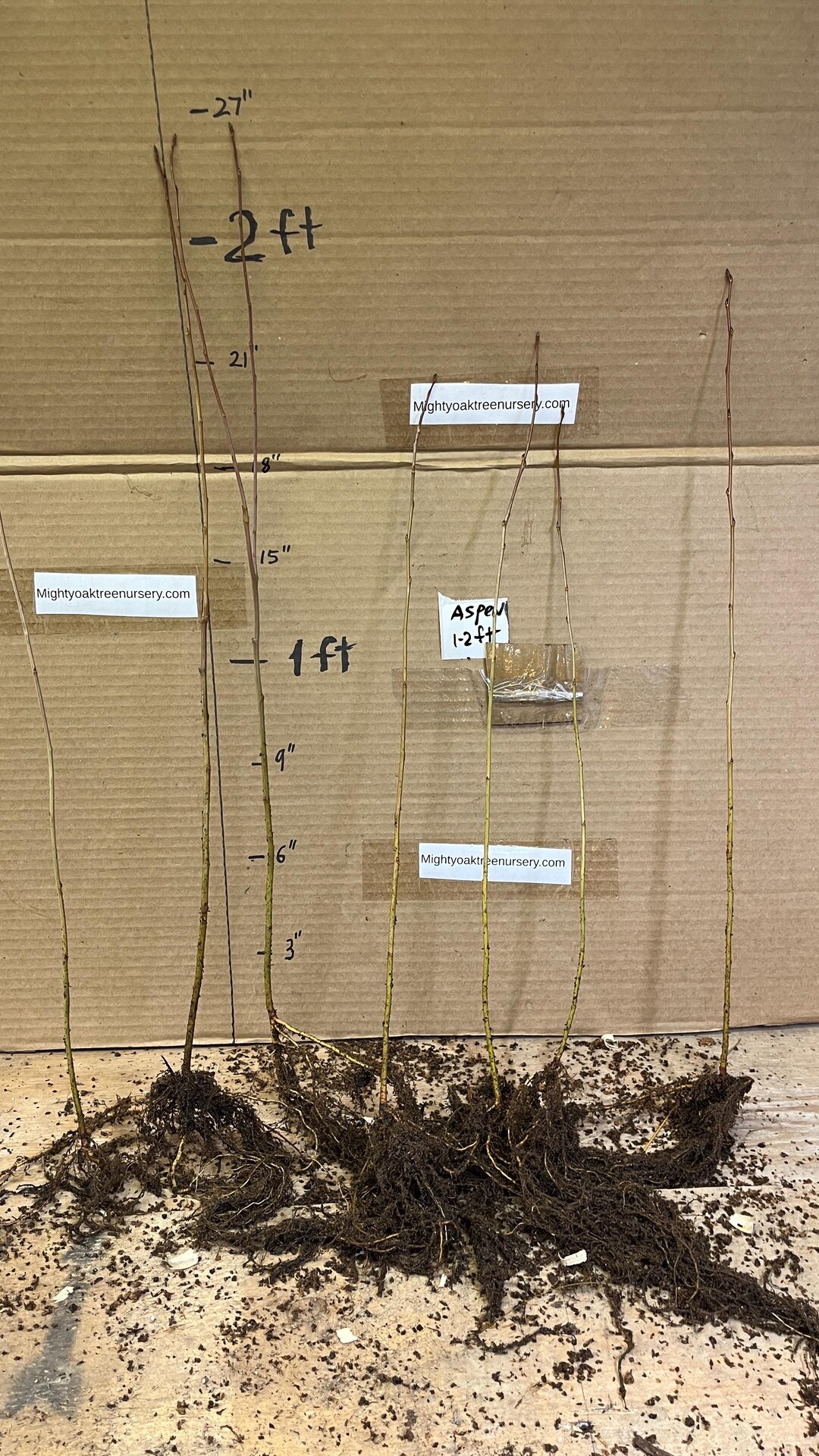 12-24” Tall Quaking Aspen 1 Year Old Live Plant - Etsy