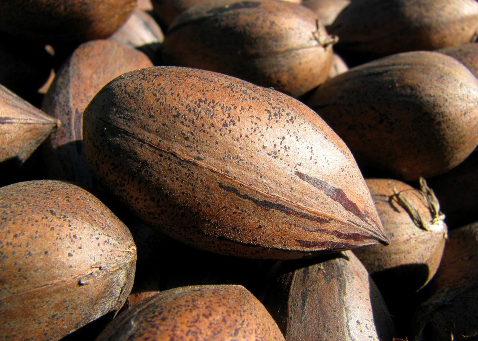 Desirable Pecan Tree 4-5 Ft, Grafted, Over Sized, Bare Root, Not for CA ...