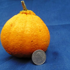 Florida Only!! Shiranui Mandarin Tree, Dekopon, Grafted, 12-24 Inches ...