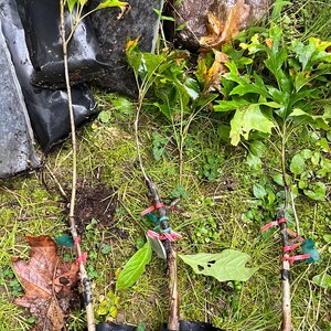 Green Pillar Pin Oak Quercus Palustris 'pringreen' Grafted Tree Plant ...