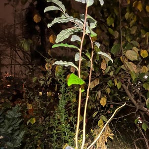 Ruby Autumn Olive 12-16 Inches Rooted Plant 1 Year Old - Etsy