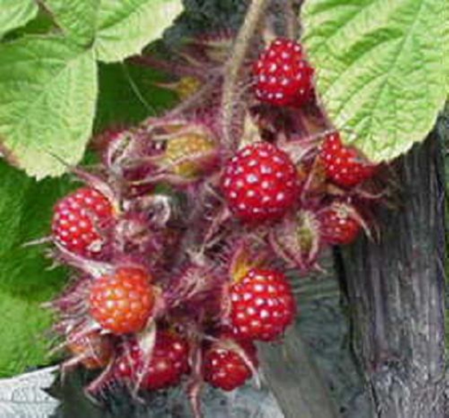 Wineberry Rubus Phoenicolasius. Live Plants Nice Roots - Etsy
