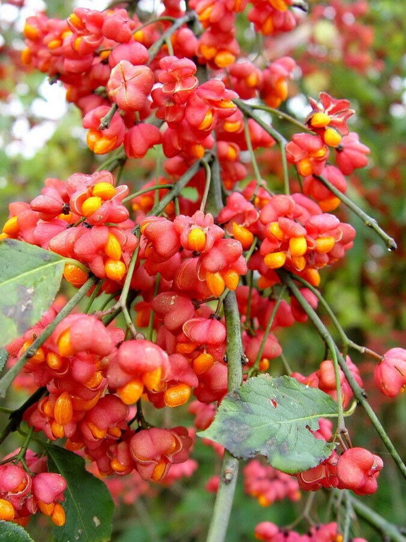 European Spindle Tree Euonymus Europaeus 10 Seeds - Etsy