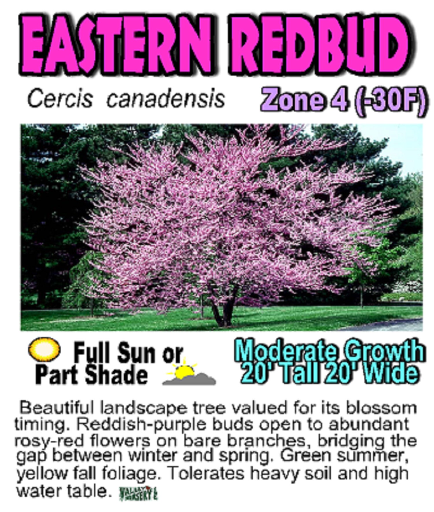 Eastern Redbud Tree In Winter