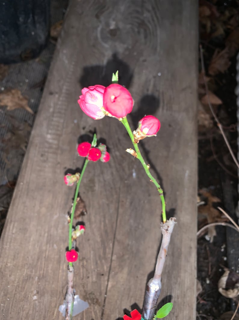 Red Baron Peach Tree 4-8” Tall, Fruit Tree- Flavorful, Juicy Freestone ...