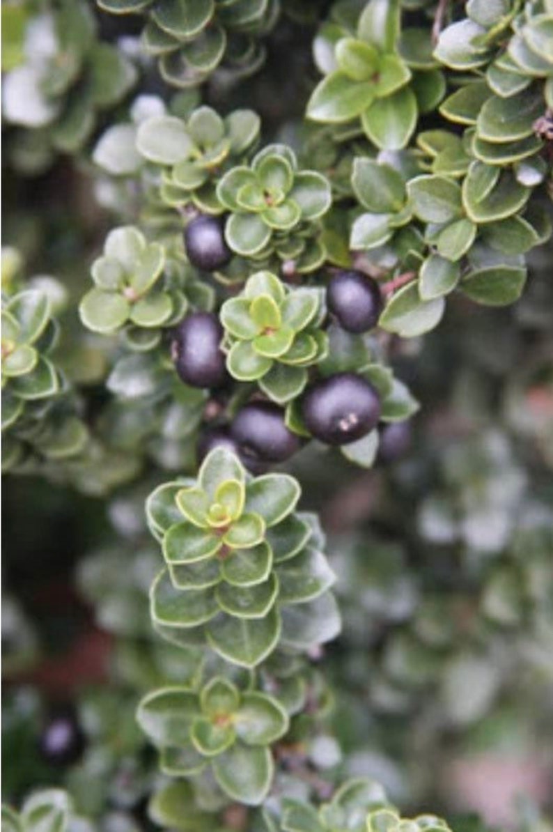 Ilex Crenata dwarf Pagoda Japanese Holly 1 Year Old Plant - Etsy