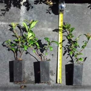 Chaenomeles Speciosa "spitfire" (red Flowering Quince) Plant - Etsy