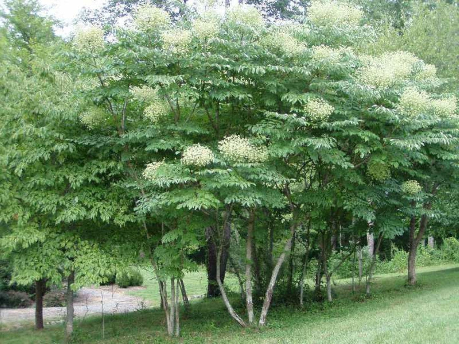 Aralia spinosa 200 seeds/berries American Angelica | Etsy