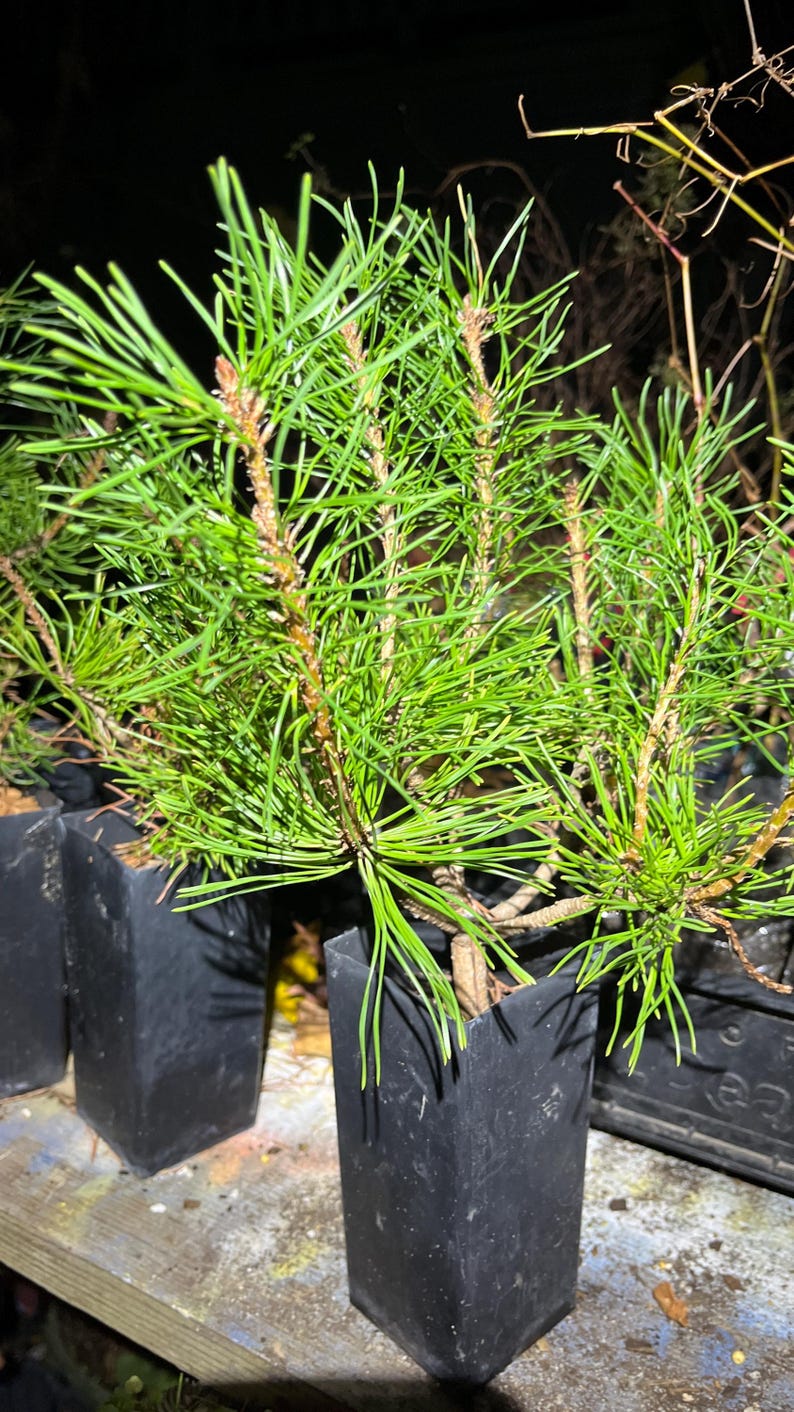 Pinus Mugo 'pumilo', Dwarf Mugo Pine 2-3 Year Old - Etsy