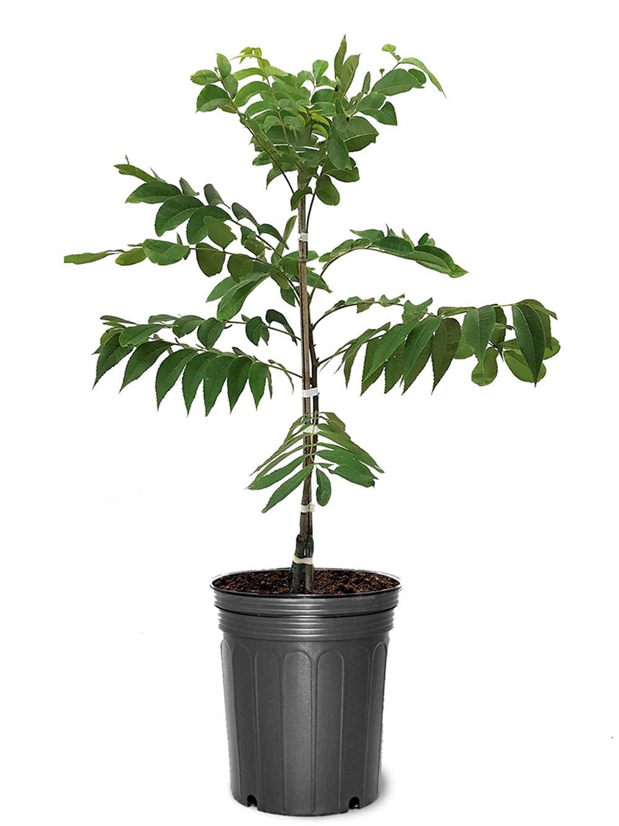 Mahan Pecan Tree 4-5 Ft, Grafted, Over Sized, Bare Root, Not for CA ...