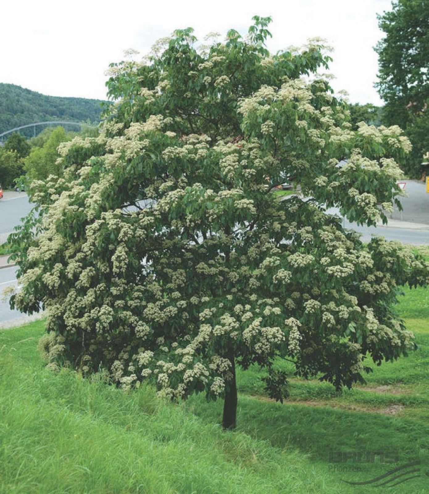 Bee Bee Tree (tetradium Daniellii) 4“ Pot Size - Etsy