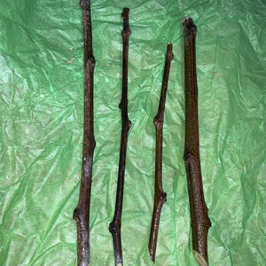 4 Cuttings of Che Seedless Fruit Tree, Dormant, No Roots, No Leaves - Etsy