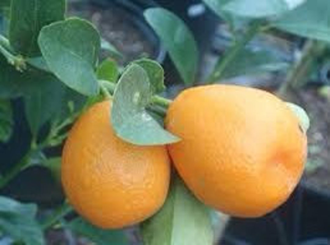 Fukushu Kumquat, 1-2 Feet Tall, Grafted, No Ship Ca, Az, Fl, La, Tx, Hi ...