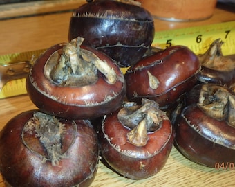 CHINESE WATER CHESTNUTS 16 Bulbs eleocharis Dulcis, Sweet, Edible - Etsy