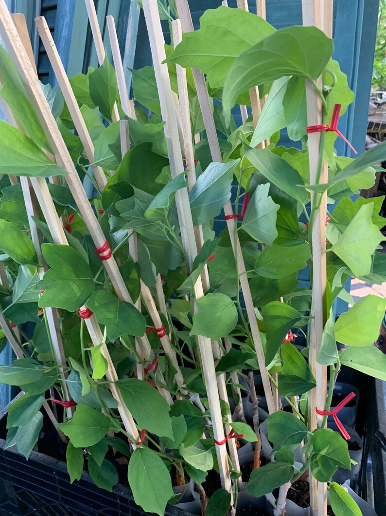 1-2 Ft. Che Seedless Plant Chinese Mulberry 1 Year Old - Etsy