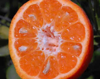 Grafted Tangerine Tree - Etsy