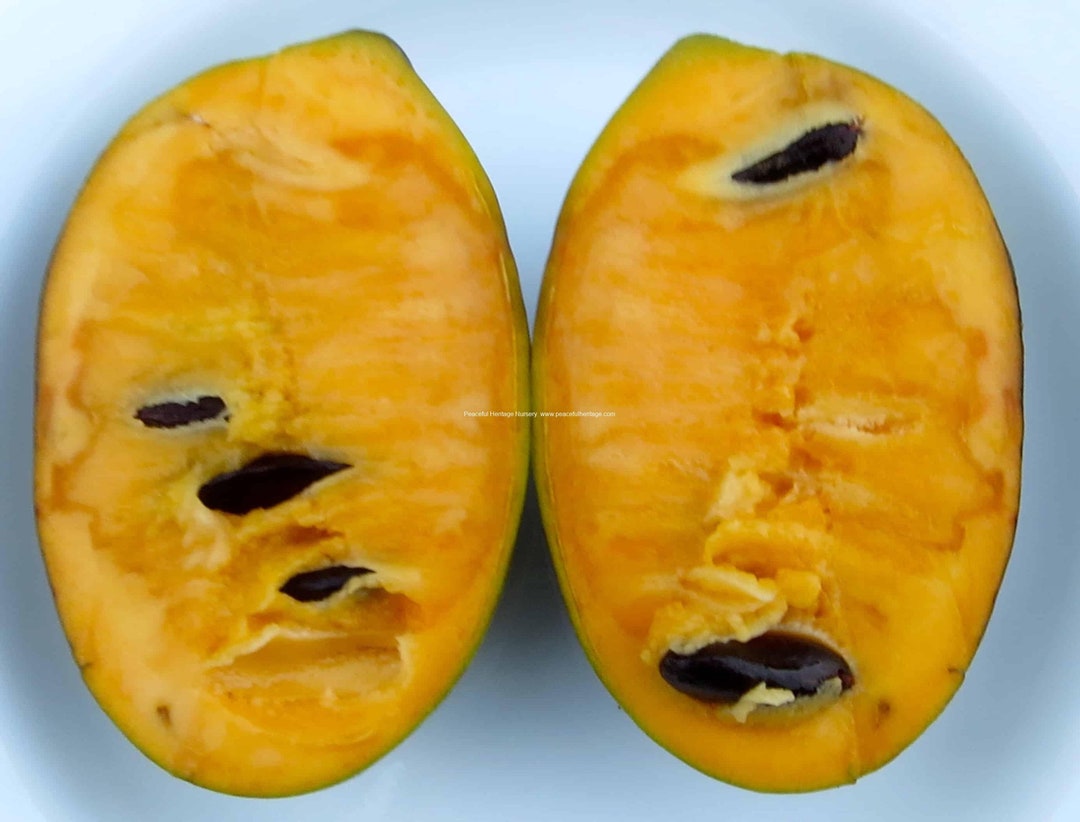 Asimina Triloba 'wabash', Grafted 10-12 Inches Tall Plant poor Mans ...